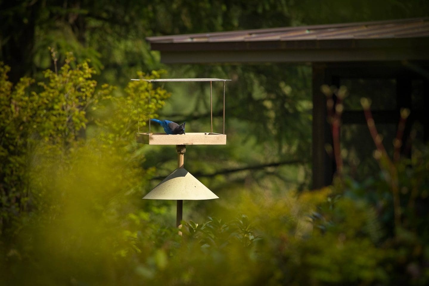 Olson Kundig — Bird Watchers’ House